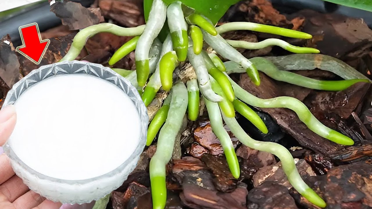1 Cup Every Week! Weak Orchid Plant Immediately Grows 1001 New Roots ...