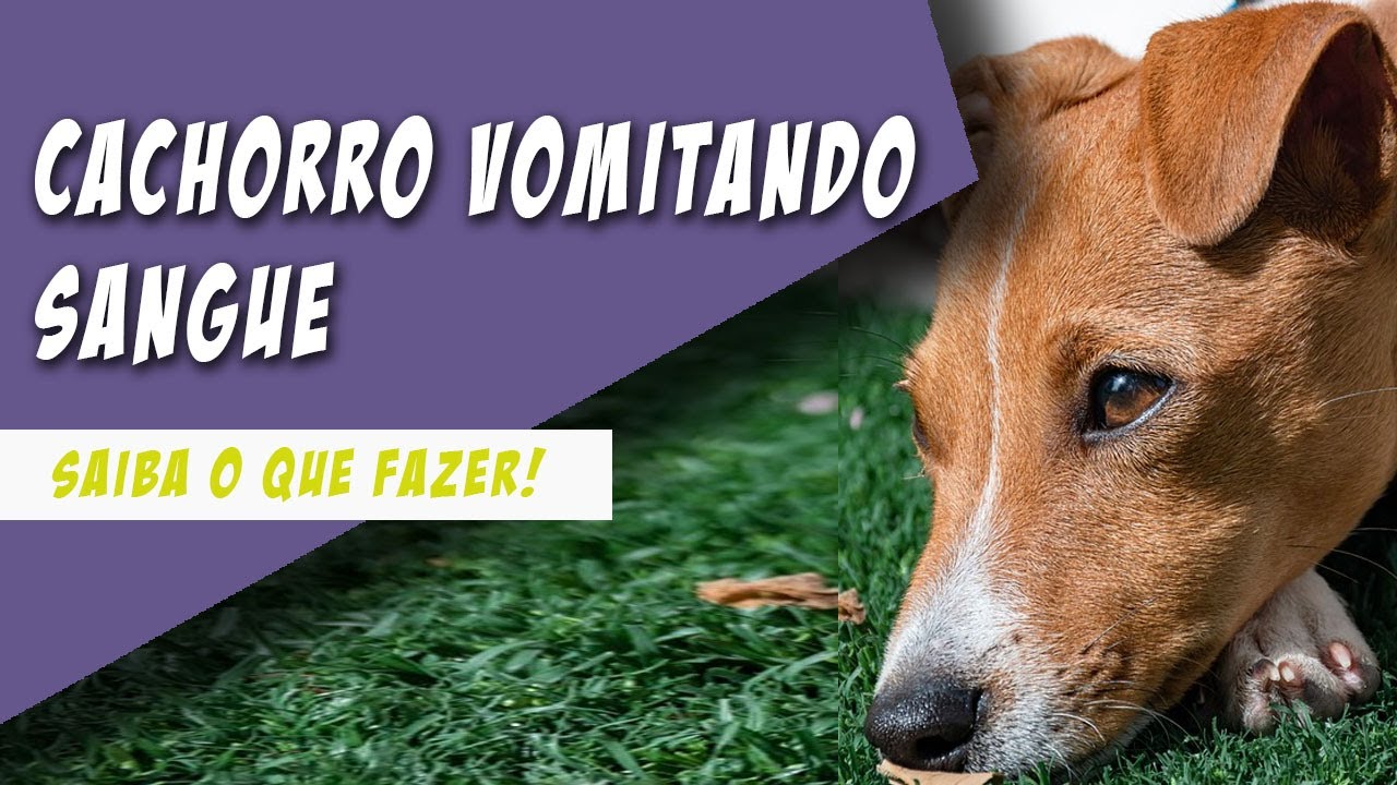 Cachorro VOMITANDO sangue? O que fazer se o seu cachorro está vomitando ...