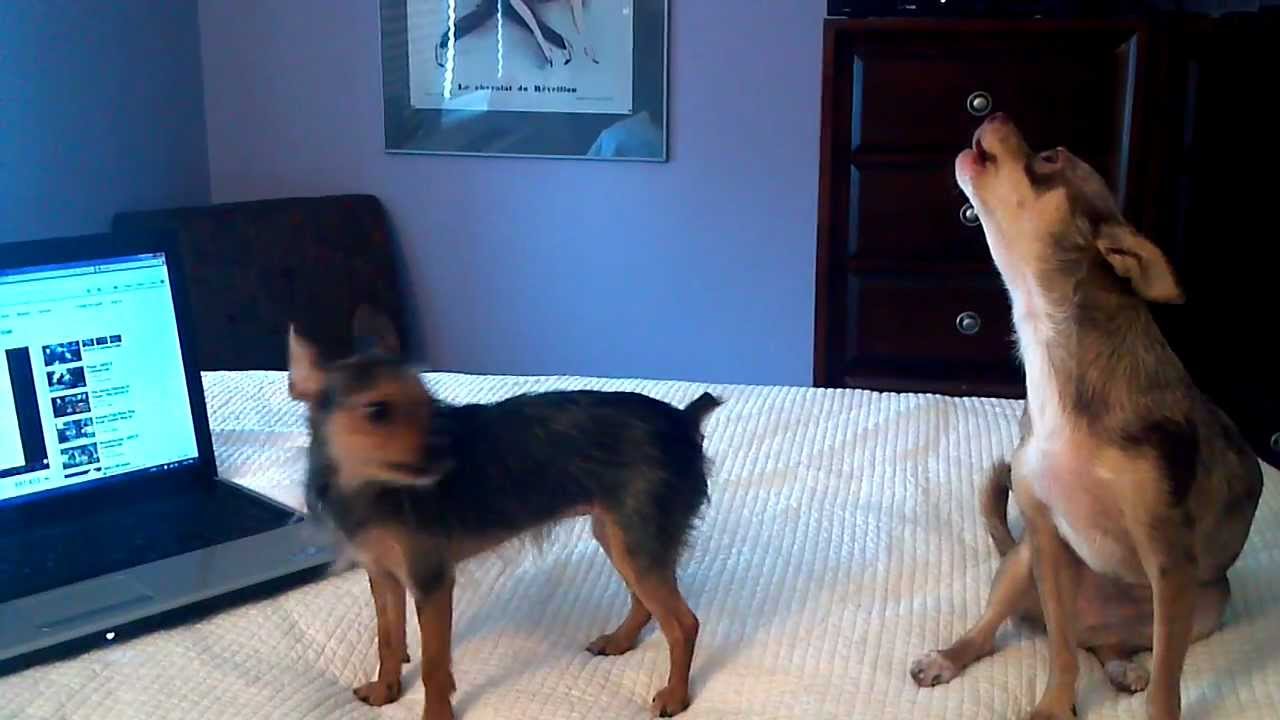 Chihuahua imitates the Geico pig Maxwell commercial - Wee Wee - YouTube