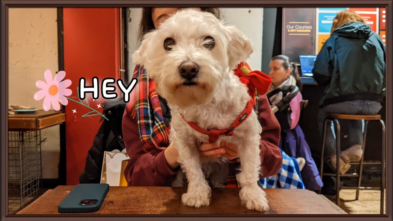 Witty the Wee-Chon 🧡 [Autumn 2023 - PART 10] - YouTube