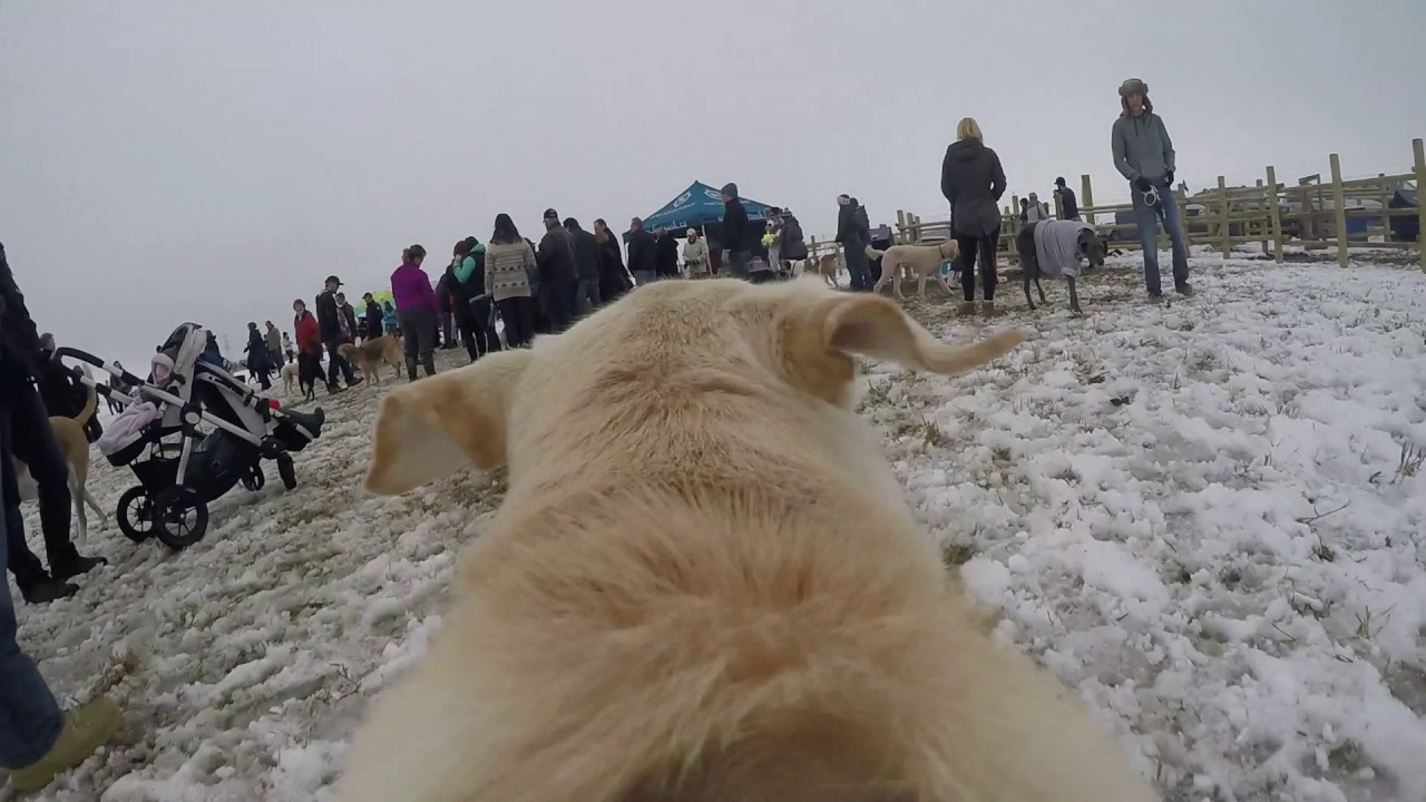 Dog Park opening day fort saskatchewan - YouTube