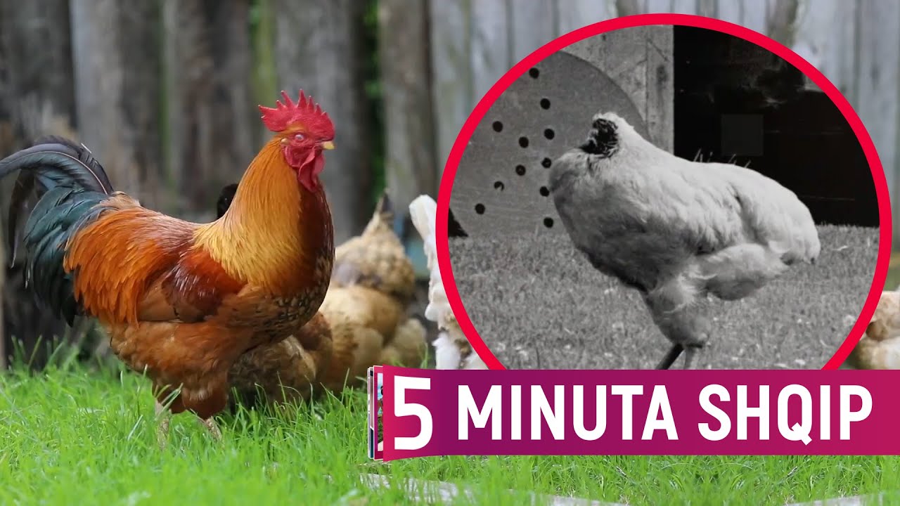 Pula që jetoi pa kokë 18 muaj, ja misteri i saj... - YouTube