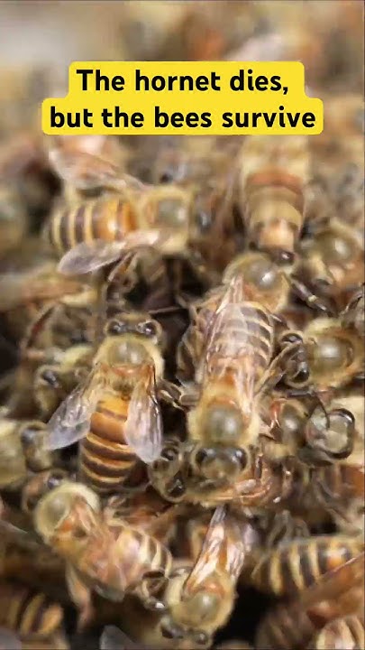 United we stand, divided we fall: Japanese Honeybees vs Giant Hornet ...