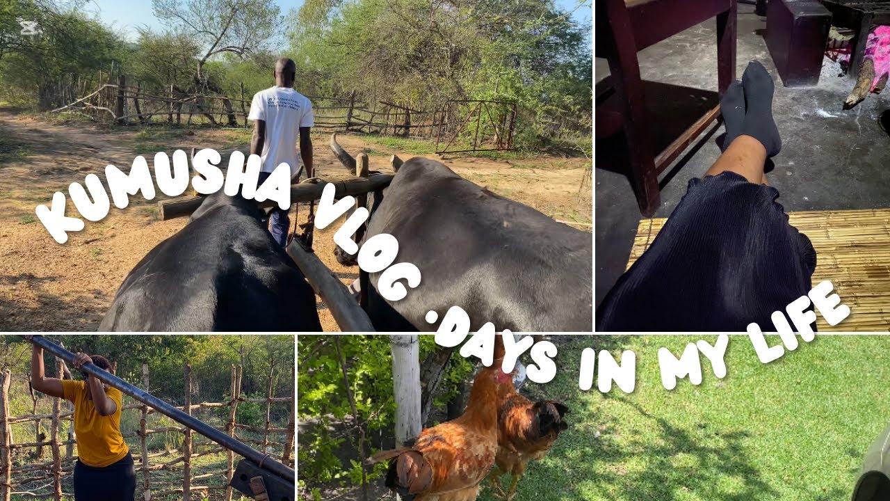 Kumusha vlog || Rode the scotch cart(NGORO) || Zimbabwean YouTuber🇿🇼 # ...