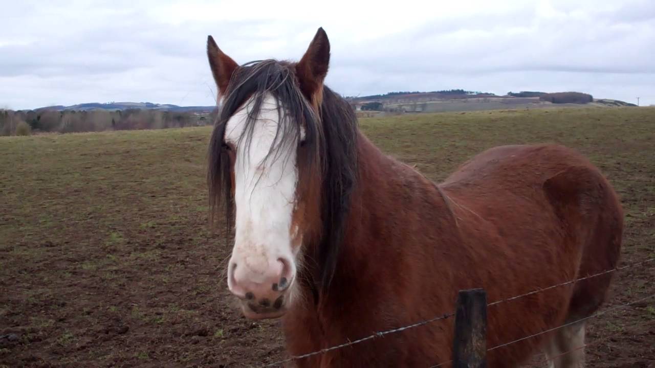 Close Up Video Scottish Clydesdale Horse Scotland - YouTube