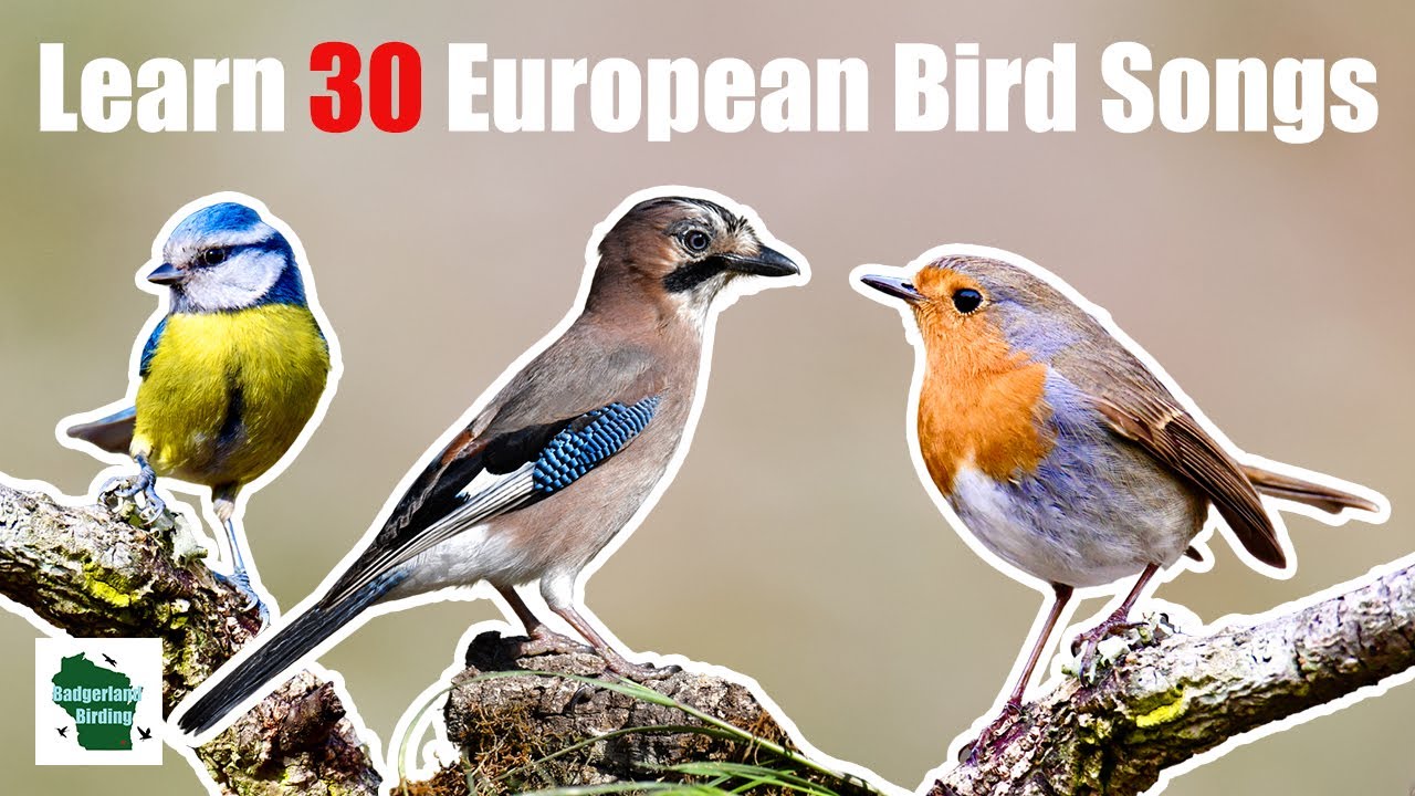 Learn 30 Common Garden Bird Songs and Calls (UK/Europe) - YouTube