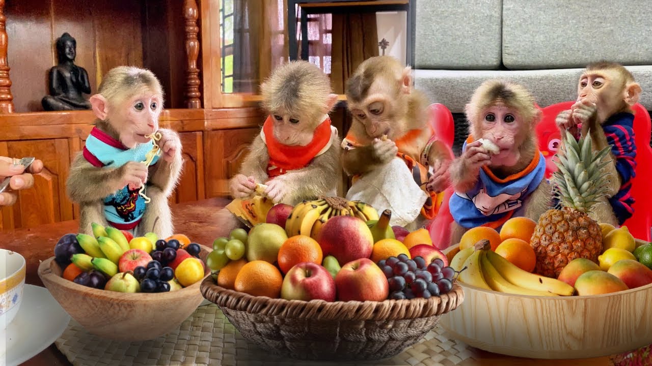 Loving monkey shares special bond with humans 🍉🐵 #HappyMonkey | #monkey ...