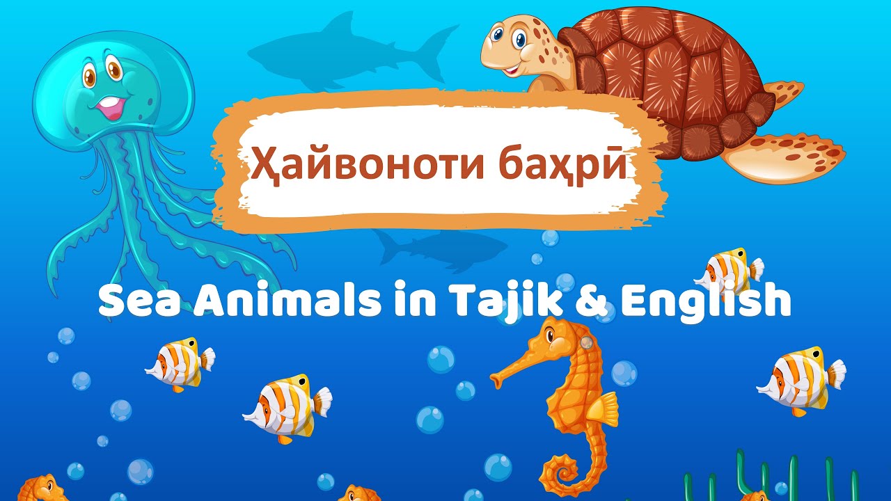 Ҳайвоноти баҳрӣ - Sea Animals in Tajik & English - YouTube
