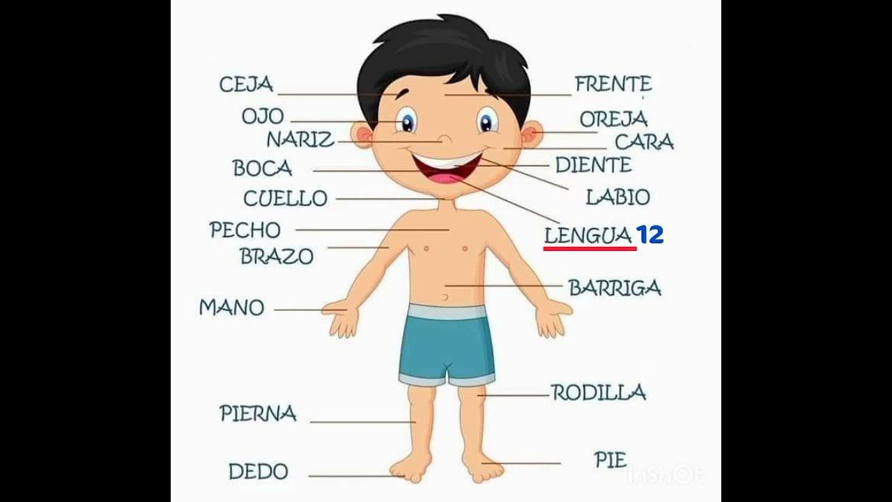 Los partes del cuerpo - YouTube