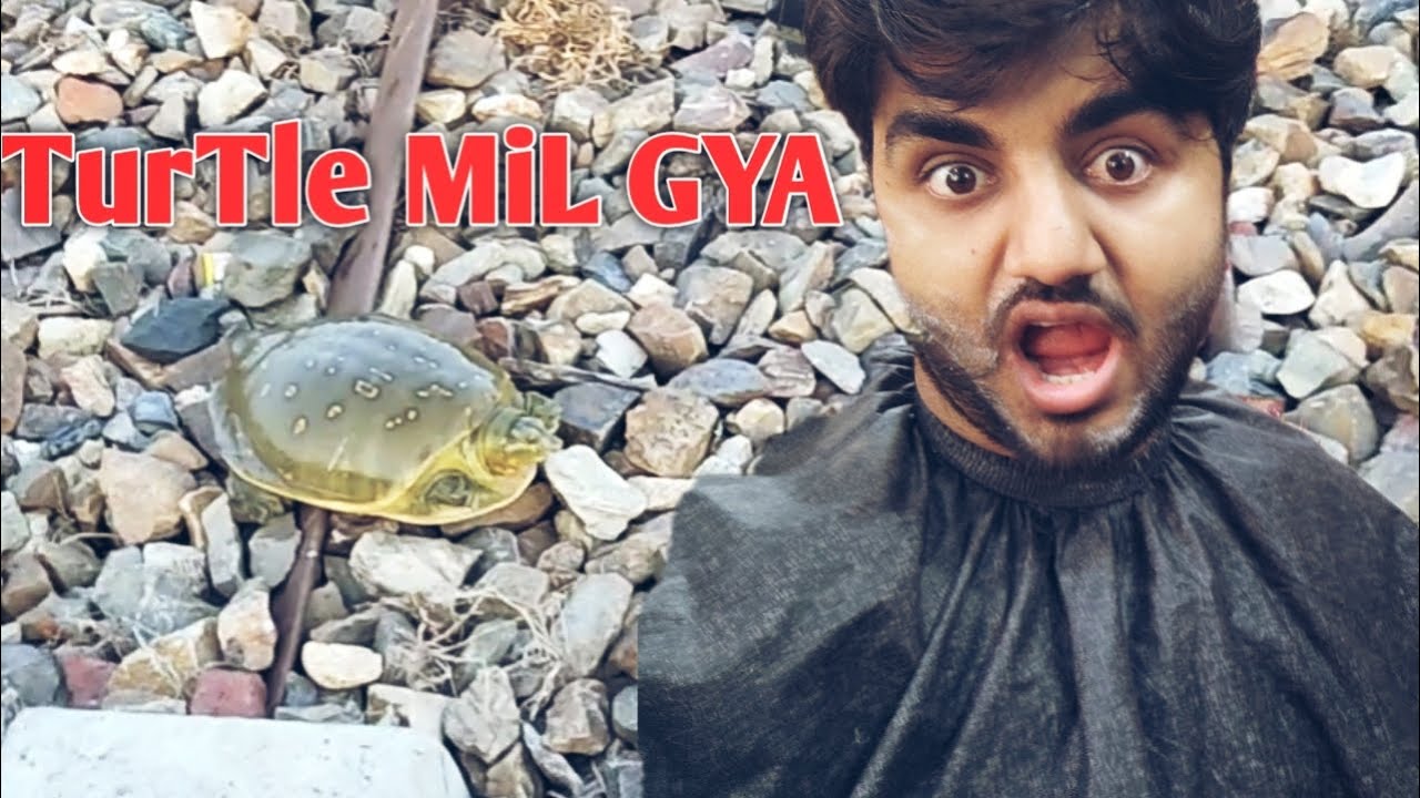 Aj TurtLe MiL Gya | TurTLe as a Pet kesa Hai | Tortoise on the RailwayTracks #turtle #vlog #4u ...