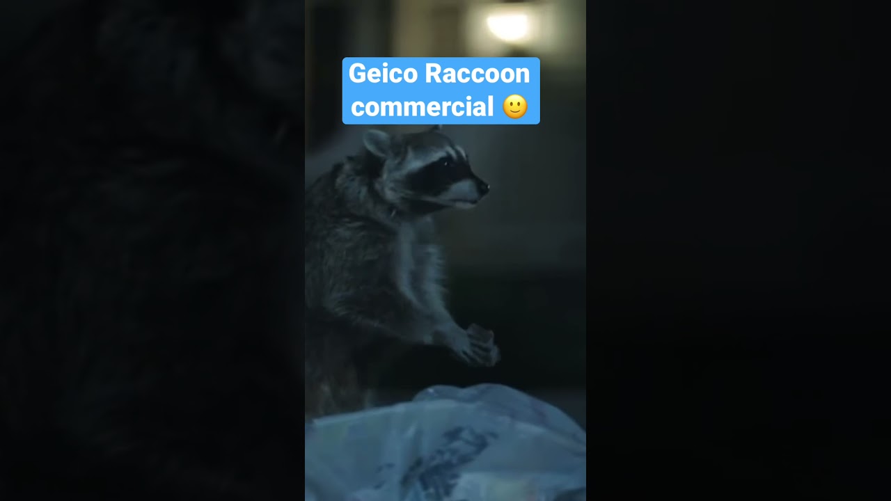 Geico Raccoon Commercial 🙂 - YouTube