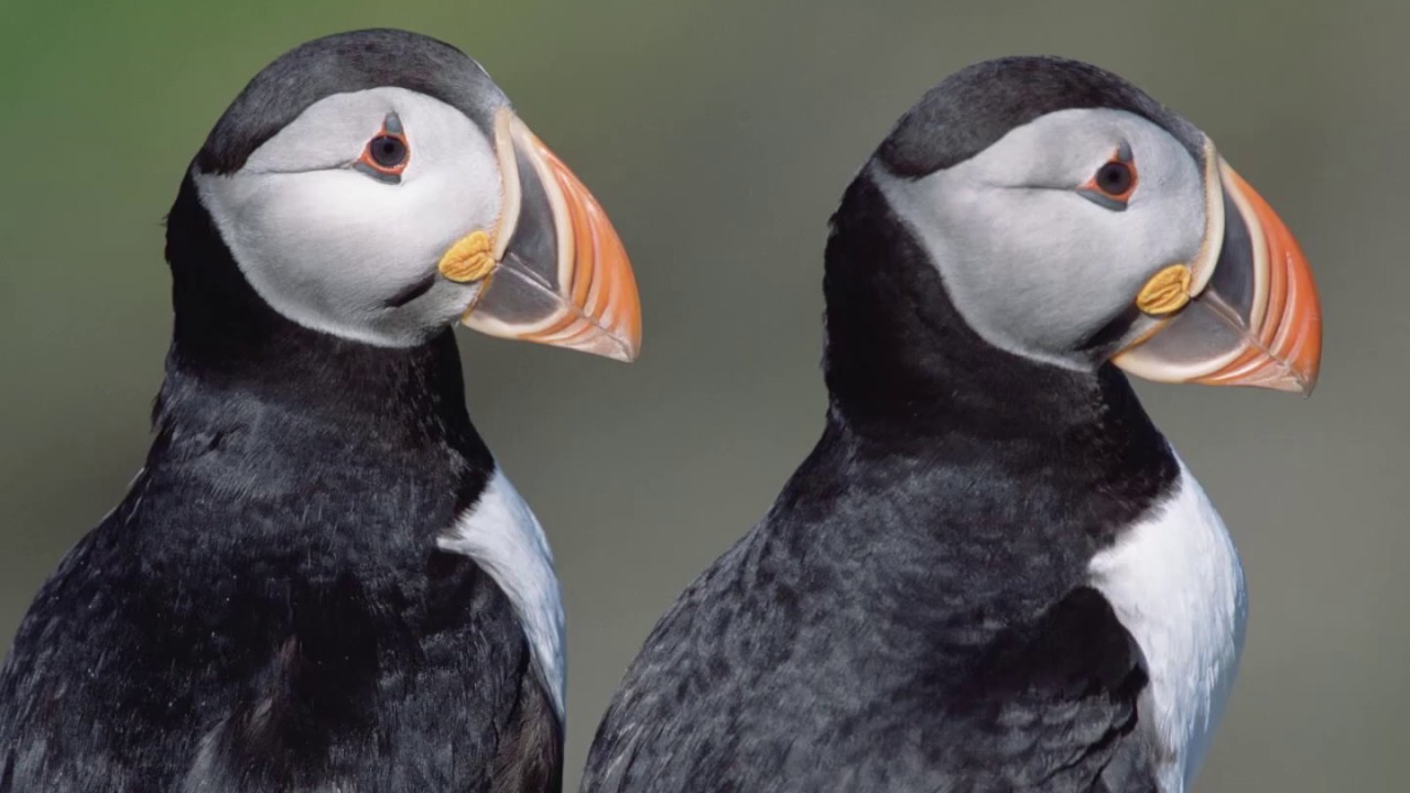 Hayvan Resimleri ve Fon Müzik - YouTube