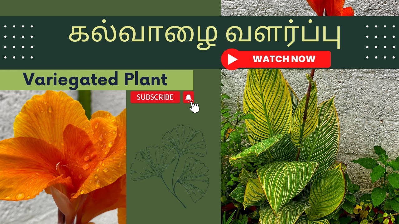 கல்வாழை செடி வளர்ப்பது எப்படி? Kalvalai or Kalvazhai Canna Lilly ...