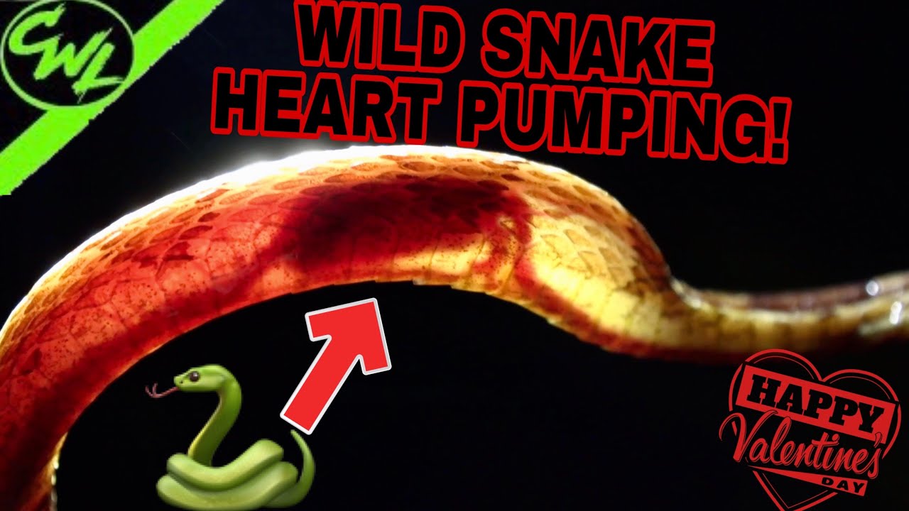 WILD SNAKE HEART PUMPING!!! (COSTA RICA!) - YouTube