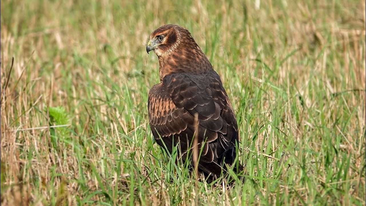 Northern Harrier: Habitat (27 August 2024) - YouTube