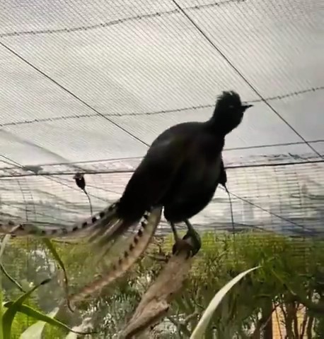 Lyre Bird mimicking a crying baby#love #birds #wildlife #birdslover ...
