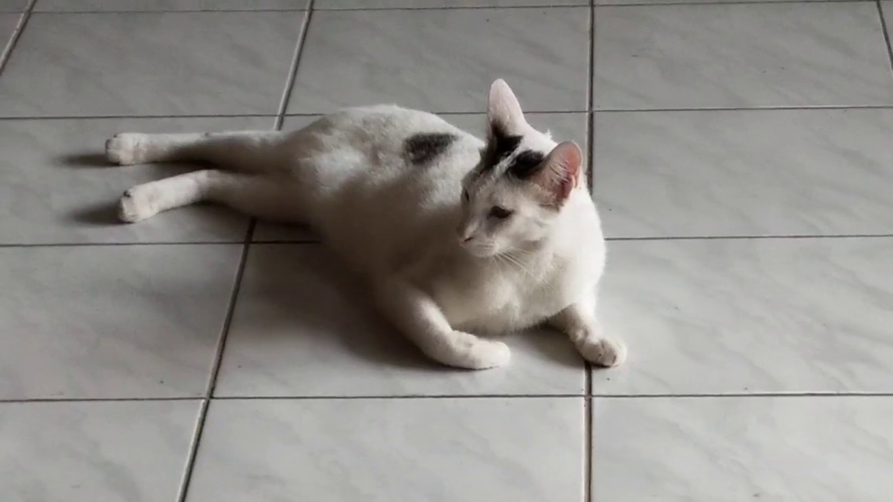 空飛ぶ猫 | FLYING Cat | Kucing Kepleset Kepentok Meja - YouTube