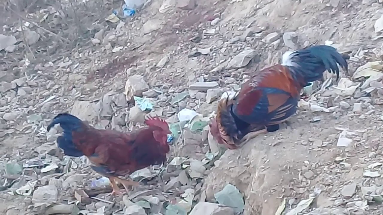 Cook fighting over lover - YouTube