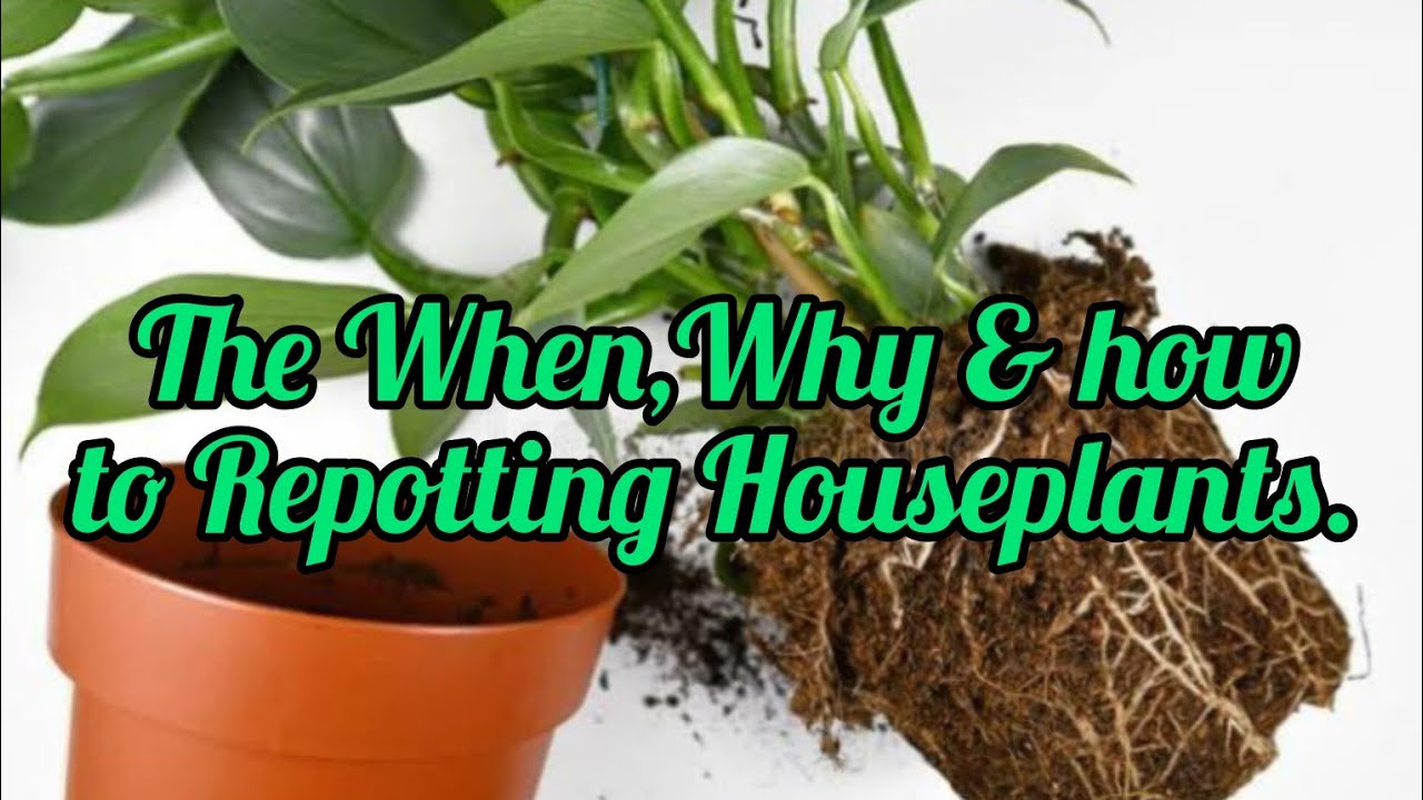 A step by step guide to how &why to repot plants @EvergreenGarden123 ...