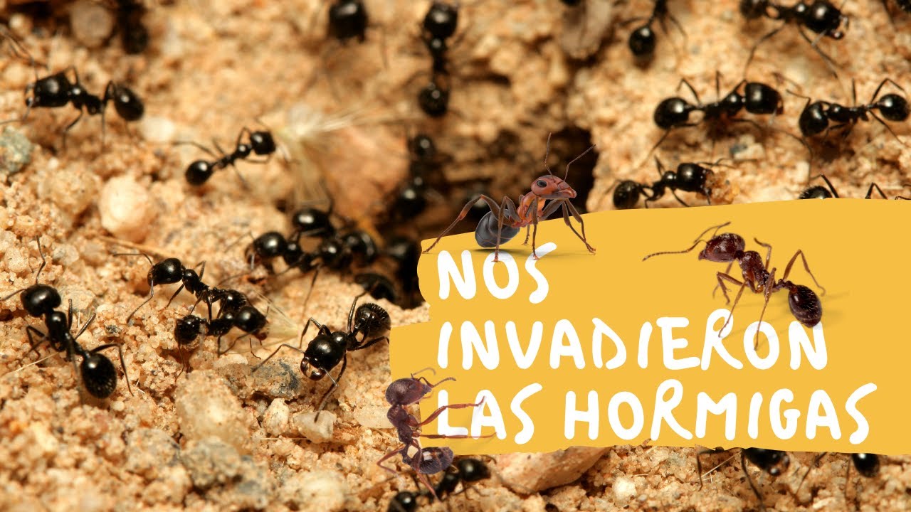 MÁS DE 1.000.000 DE HORMIGAS EN LA GRANJA!!! - YouTube