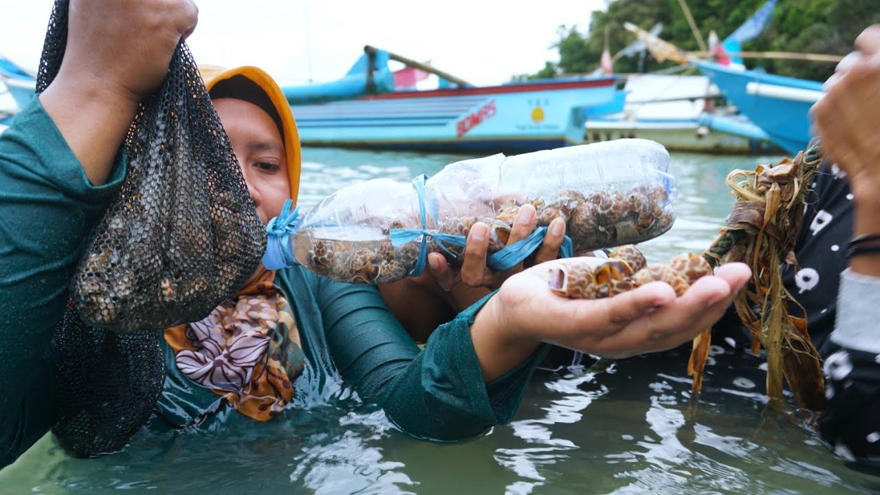 Masak Siput Macan Hasil Tangkapan Sendiri Dari Laut - YouTube