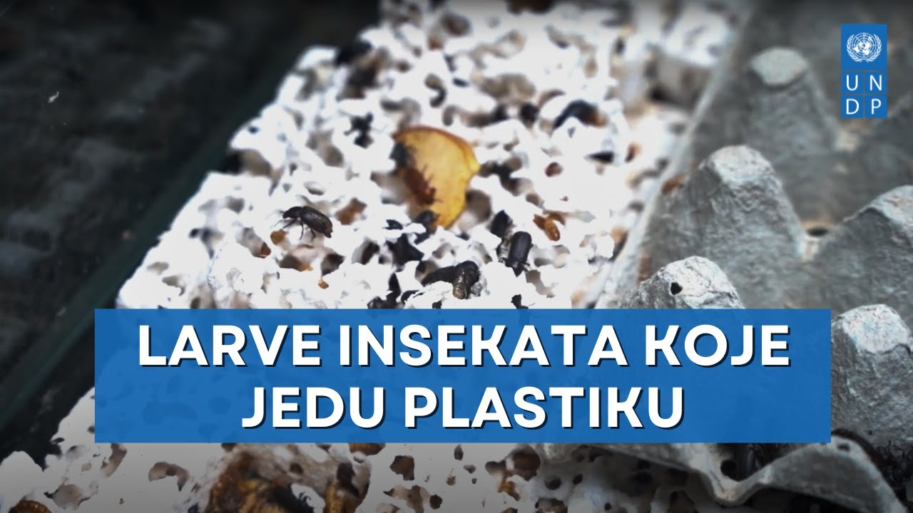 LARVE INSEKATA koje JEDU plastiku i SMANJUJU EMISIJE | EKOLOŠKA Rešenja ...