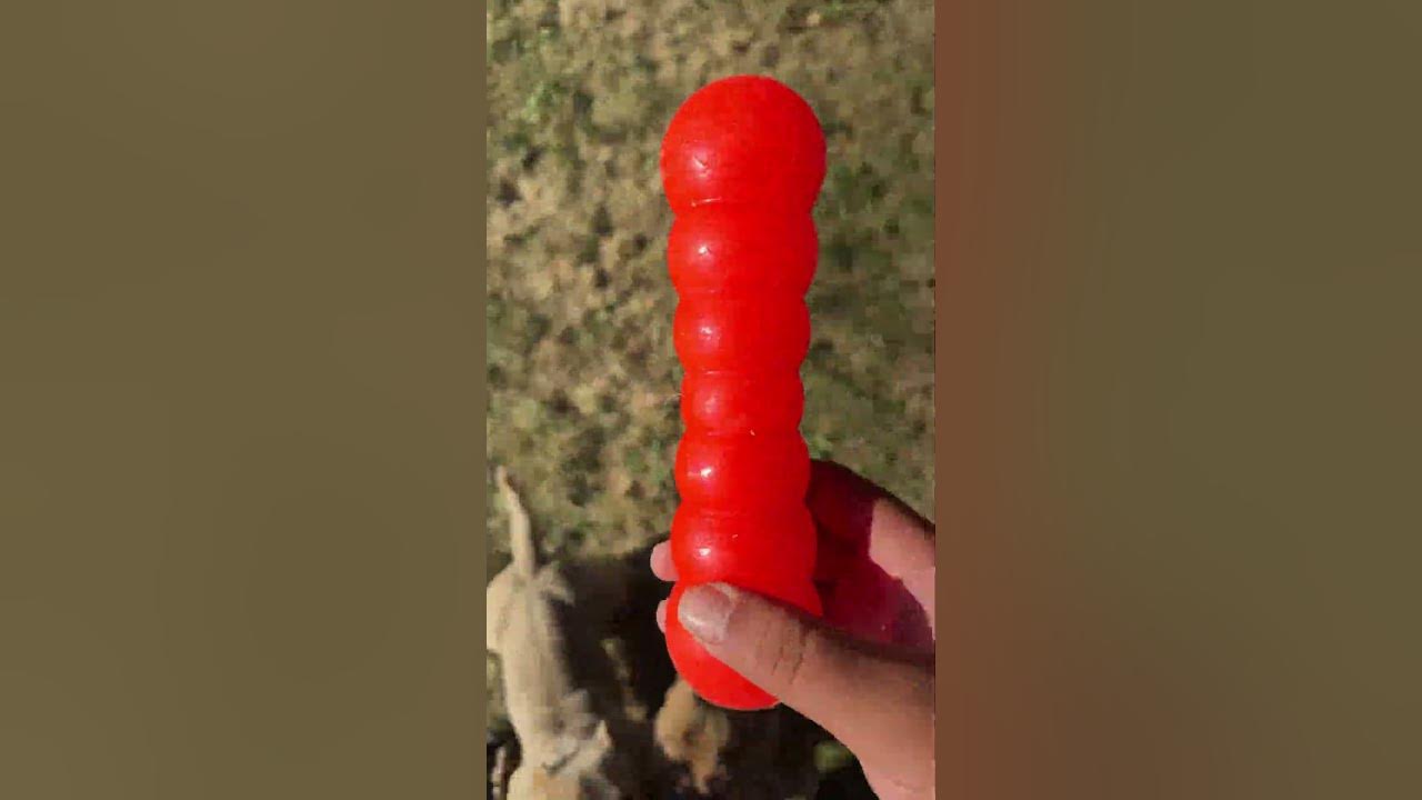 New Toy Alert #Dog #eat #ExoticBully #fyp #trending #youtube #shorts #reels #youtubeshorts - YouTube