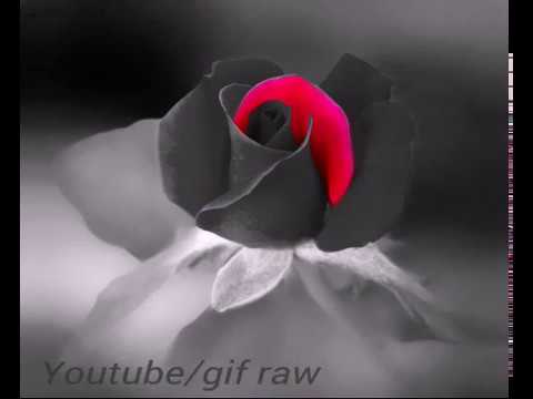 Rose animation whatsapp status video | gif raw