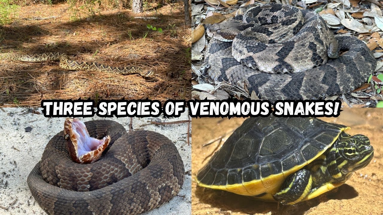 Three Species of Venomous Snakes! Rattlesnakes and Cottonmouths - YouTube
