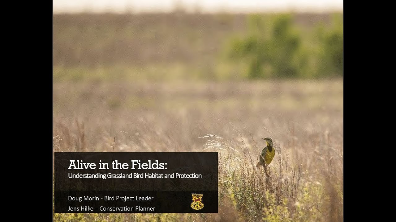 Alive in the Fields Understanding Grassland Bird Habitat and Protection ...
