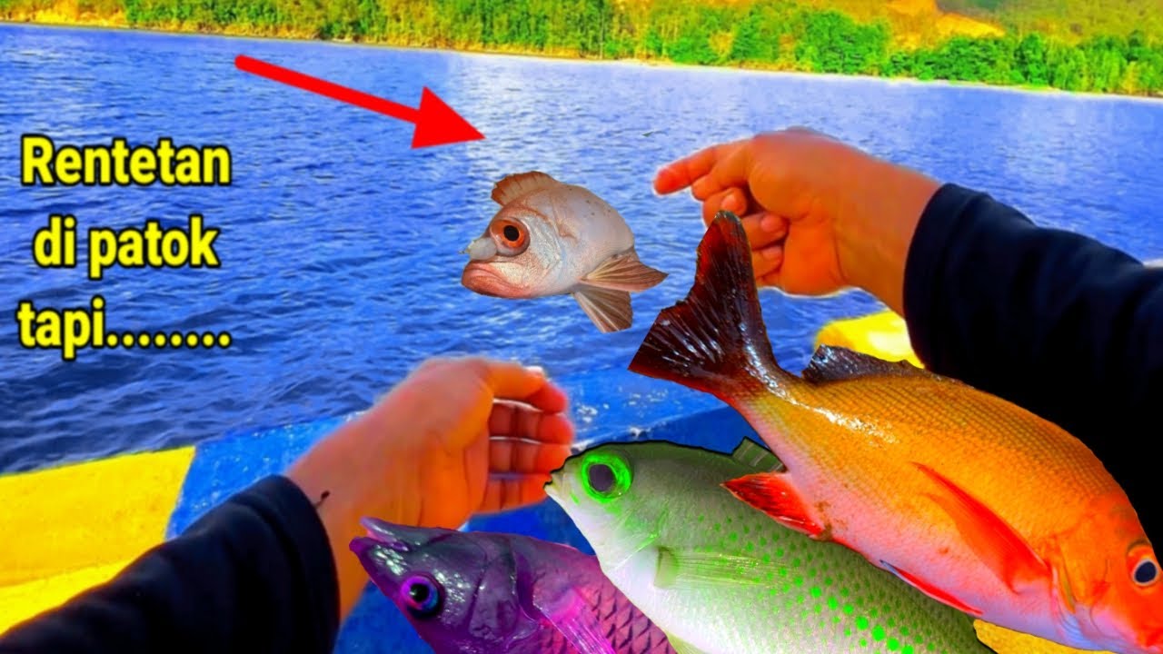 Strike ikan mata besar,,,Trip mancing - YouTube