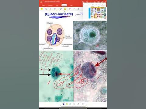 practical protozoa - YouTube