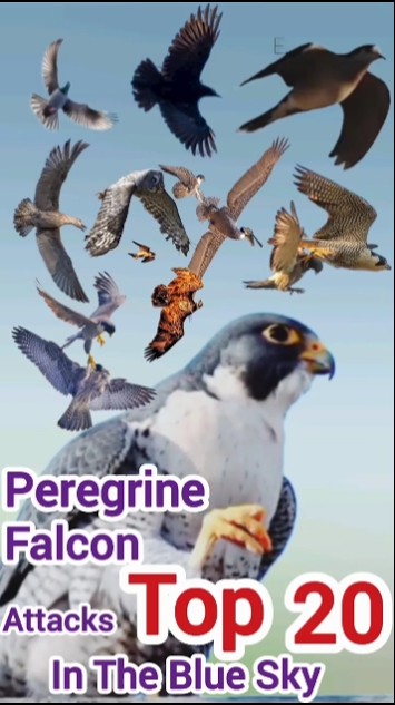 Peregrine falcon top 20 attacks in the blue sky #fyp - YouTube