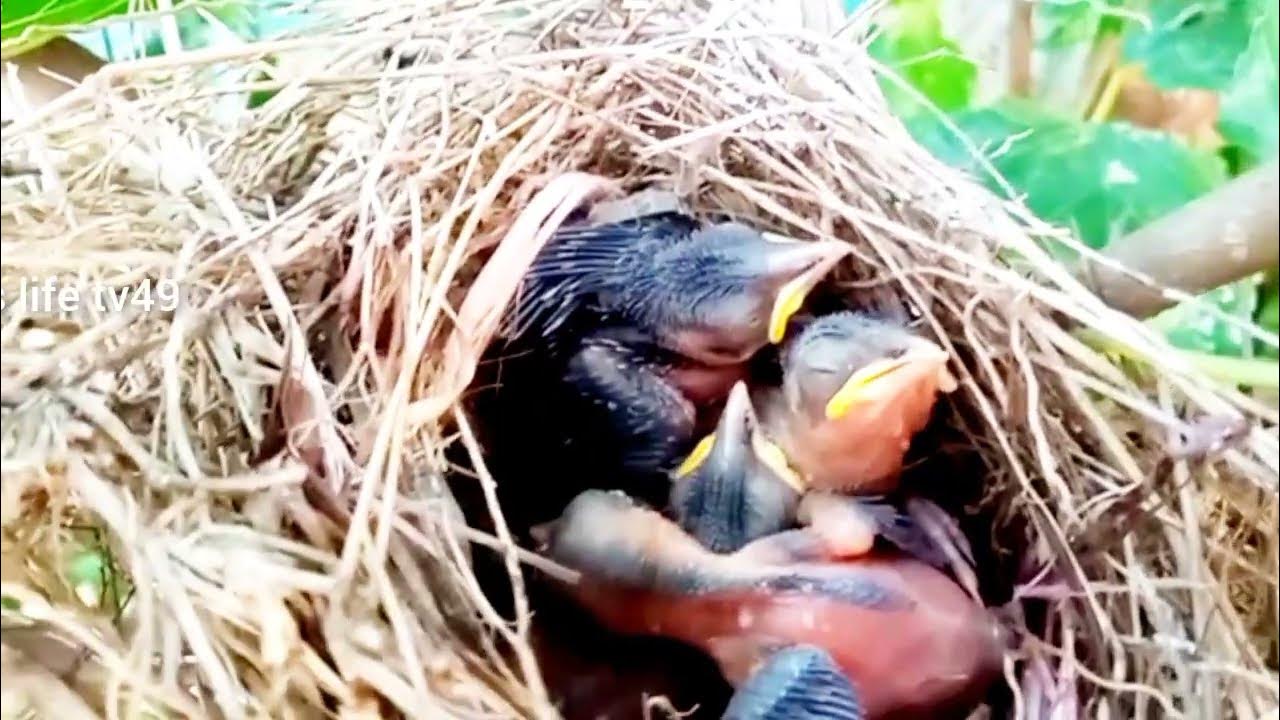 Birds Attack Snake|Greedy Snake Raids Robin's Nest|Snake attacks ...