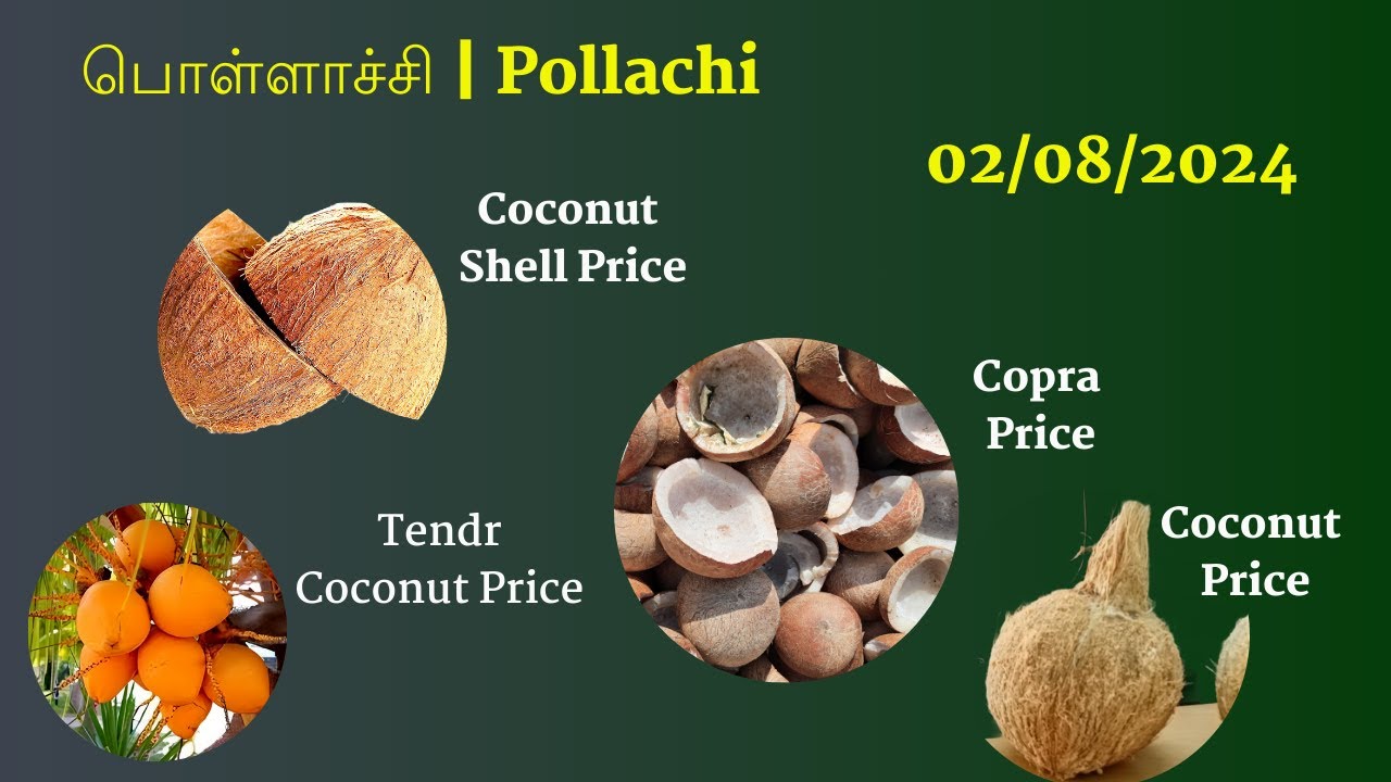 பொள்ளாச்சி தேங்காய் மார்க்கெட் || Pollachi Coconut Farming - YouTube