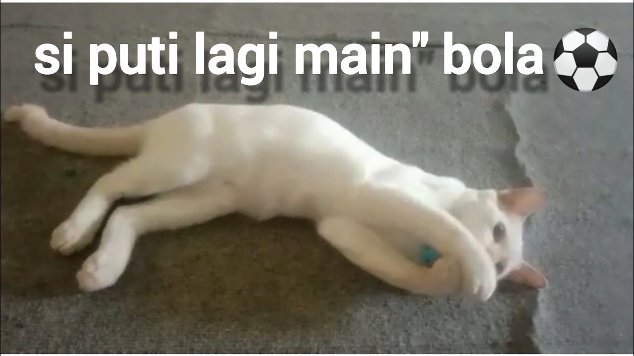 kucing lagi main" #kucing - YouTube