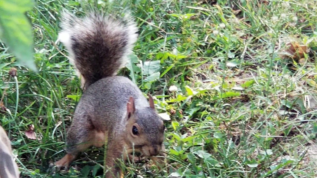 Half-tail Squirrel comes for a visit. - YouTube