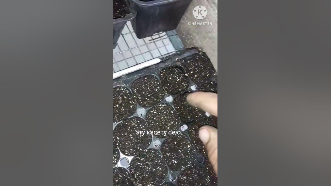 Сеем огурец Мамлюк.#shortvideo #теплица #огурцывтеплице #огурцывтеплице ...