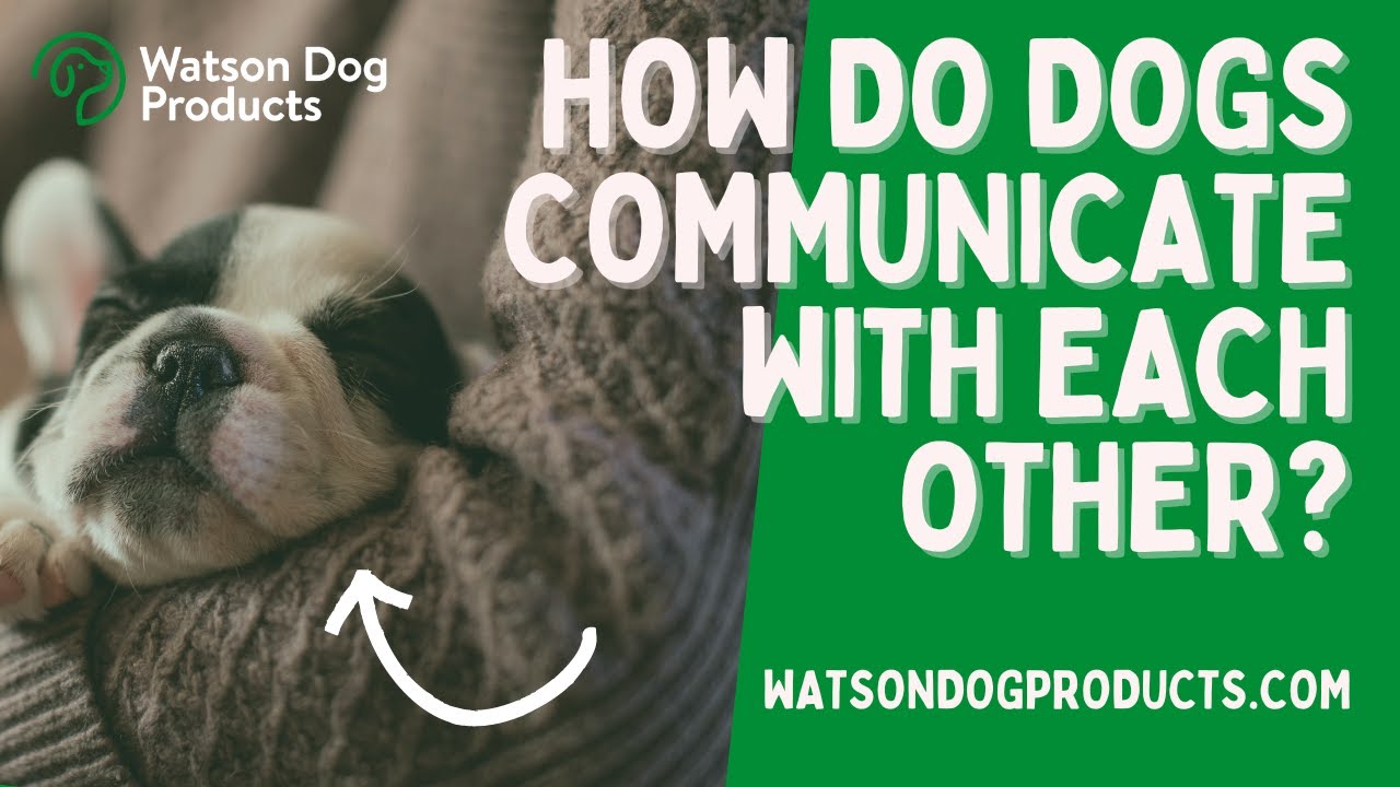 Secrets of Dog Language: What Barks, Postures, and Tails Reveal - YouTube