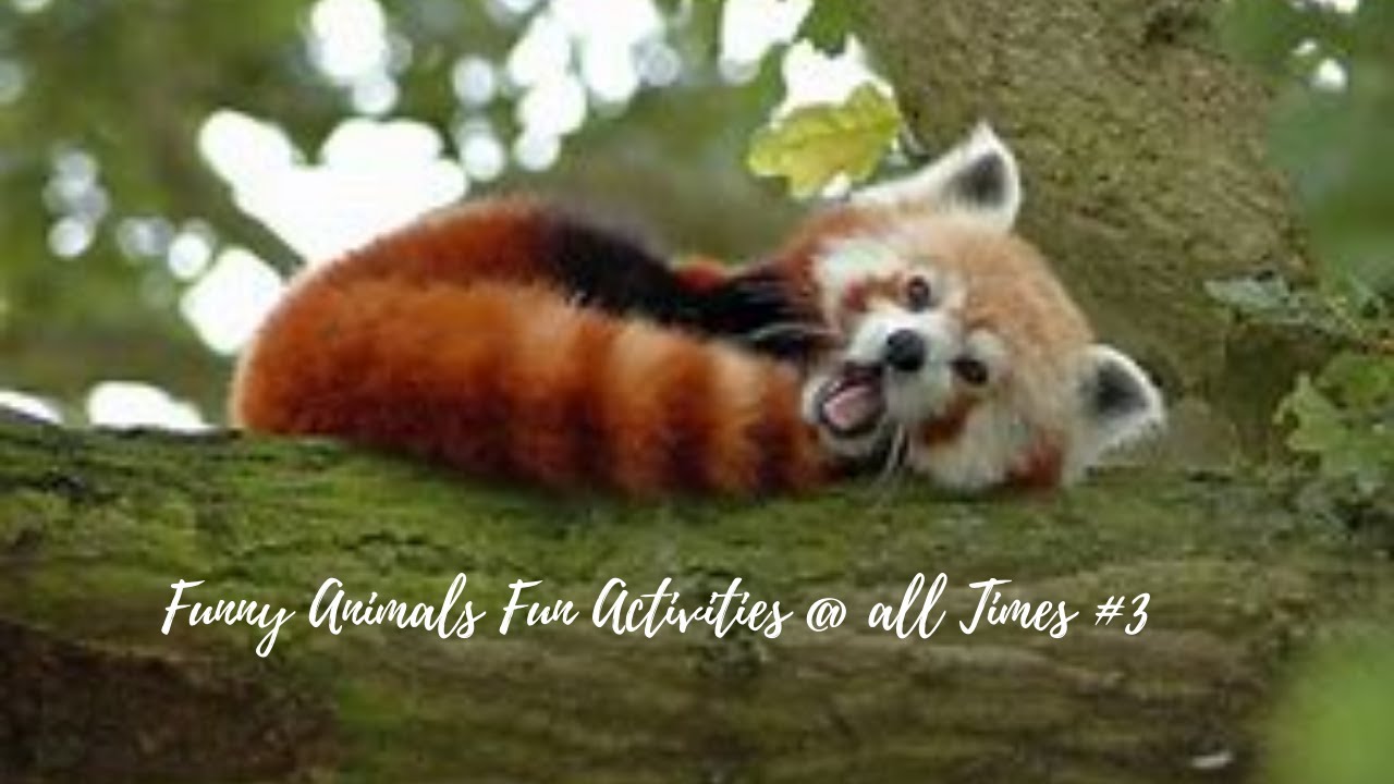 Funny Animals Fun Activities @ all Times #3 - YouTube