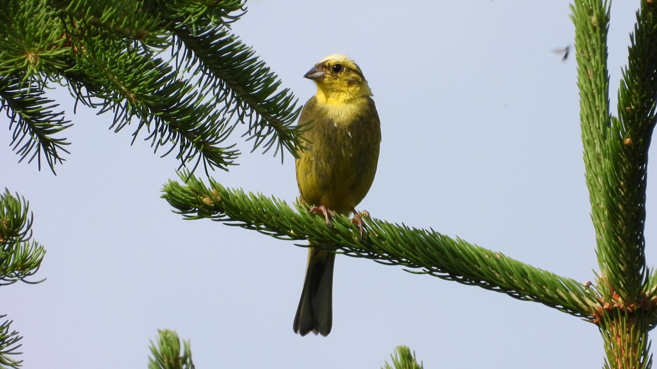 Zigolo giallo (Emberiza citrinella) - YouTube