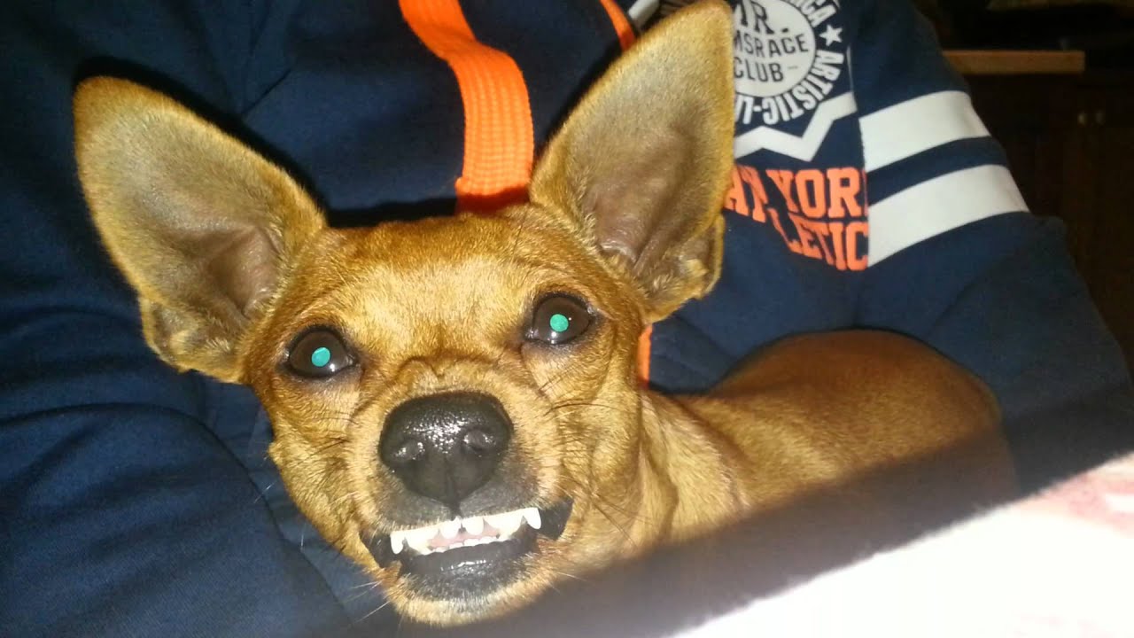 Il mio cane è posseduto! My dog is possessed! - YouTube