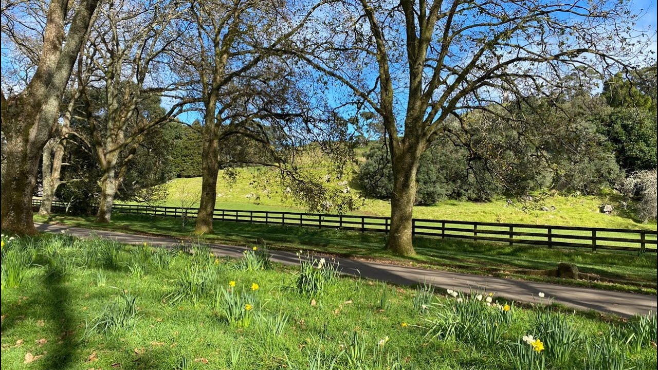 Spring is coming to Cornwall Park 🇳🇿LIVE from Aotearoa New Zealand ...