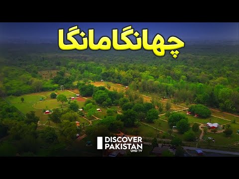 Changa Manga "One of The Oldest Hand-Planted Forests in The World ...