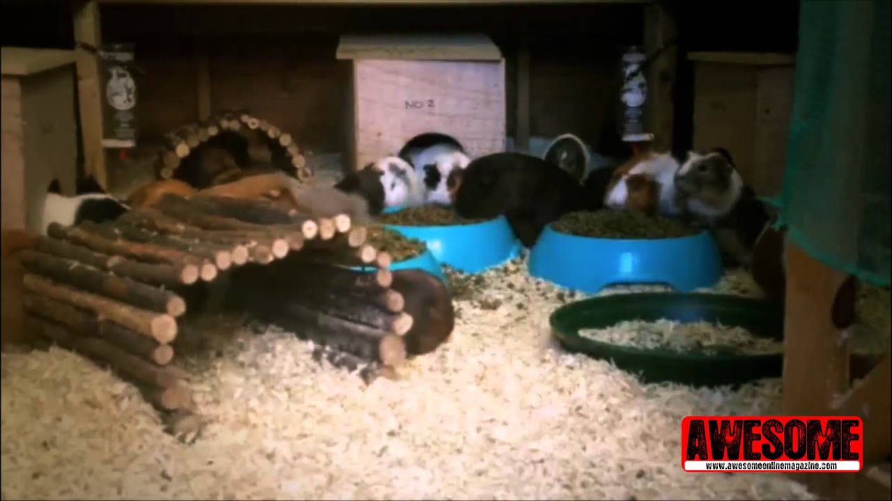 Awesome Cute Guinea Pigs Saved from Being Snake Food - YouTube