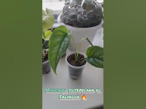 Монстера Сальвадор (El Salvador) - YouTube