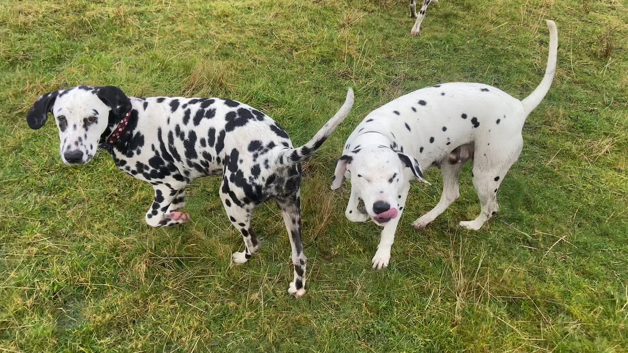 Fun with the dalmatians - YouTube