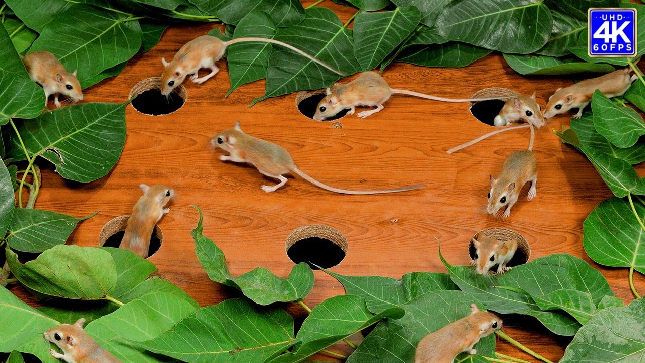 Videos for cats to watch - 8 Hours of Mice Hide & Seek fun in Jerry ...