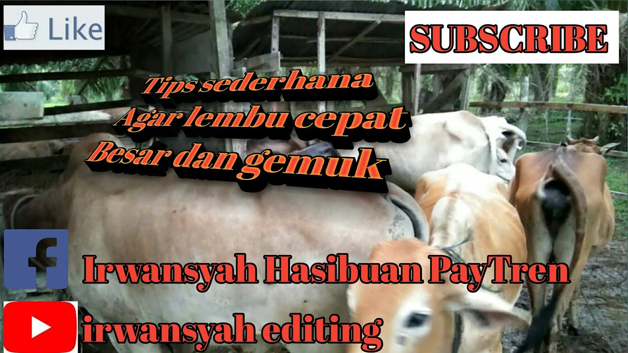 Tips sederhana Agar Lembu Cepat Besar Dan Gemuk - YouTube