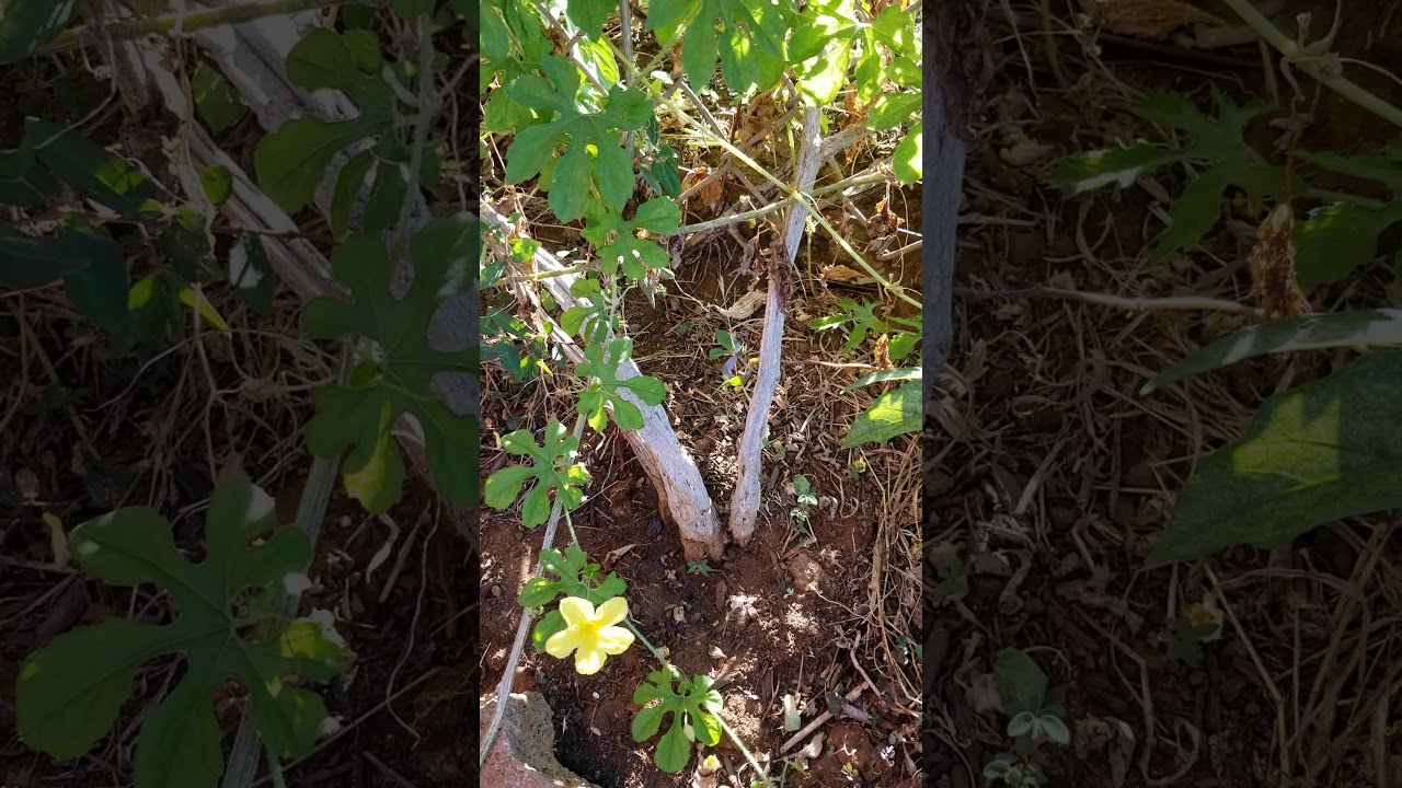 How big is the Ampalaya tree bittermelon Please view, like and ...